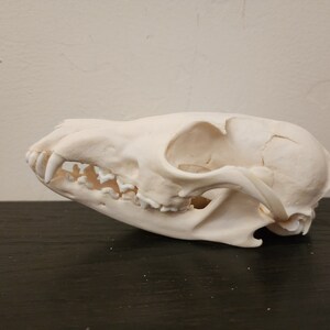 Vulpes Vulpes / Red Fox Skull / Grade B - Etsy