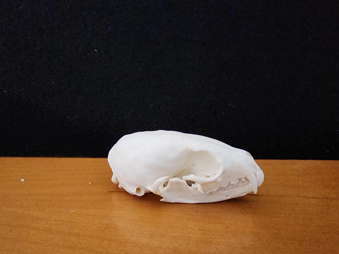 Martes Americana / American Pine Marten Skull / Grade B - Etsy