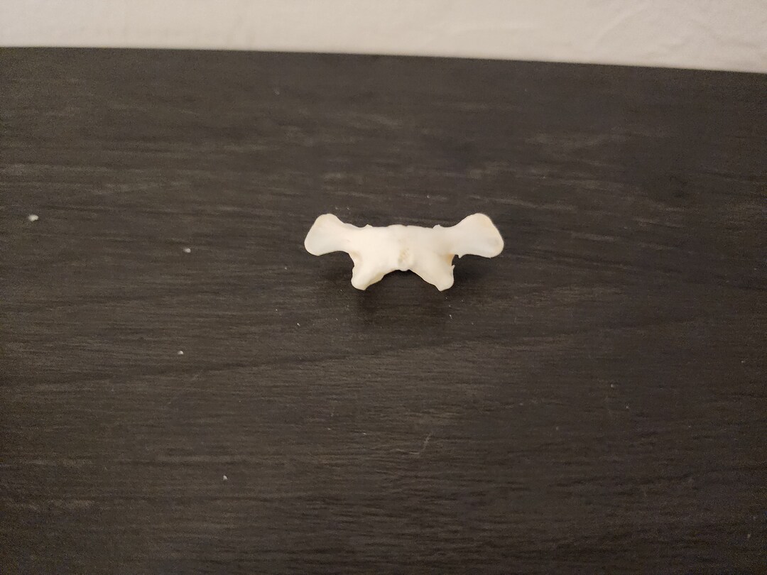 Sylvilagus Floridanus / Rabbit Atlas Vertebrate Butterfly Bone - Etsy