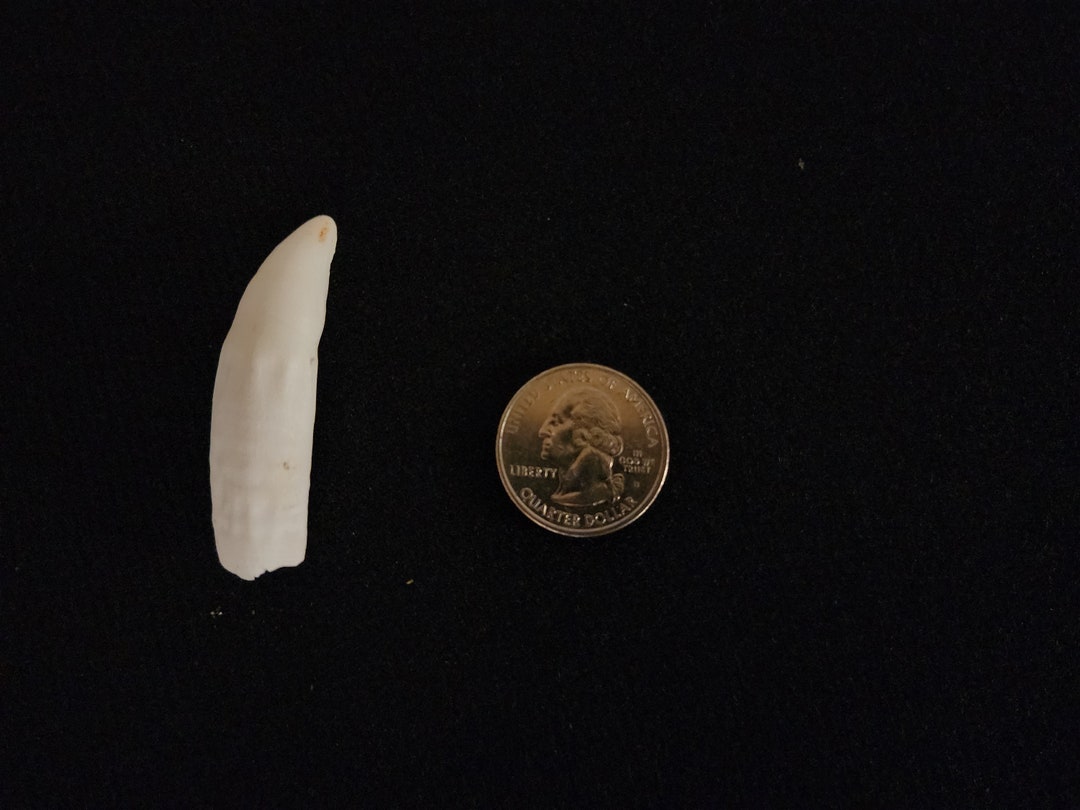 Alligator Mississippiensis / XL Large American Alligator Tooth - Etsy