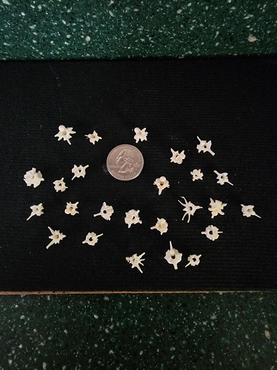Python Snake Vertebrae / Small Spine Lot of 25 - Etsy