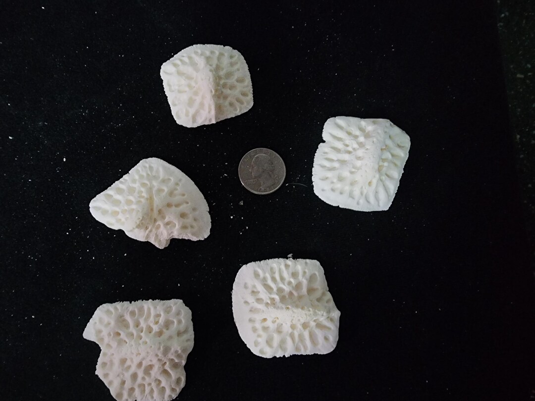 Alligator Mississippiensis / Lot 5 Large - Extra XL Gator Osteoderm ...