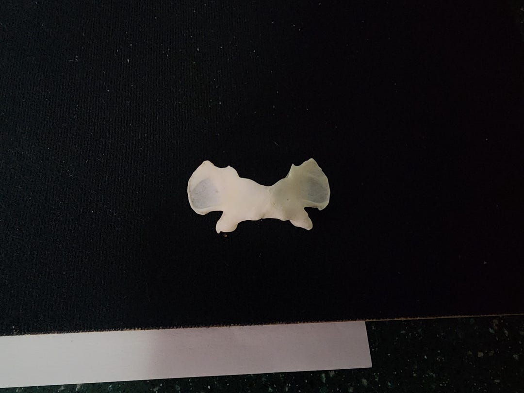 Lynx Rufus / Bobcat Atlas Vertebrate Butterfly Bone - Etsy