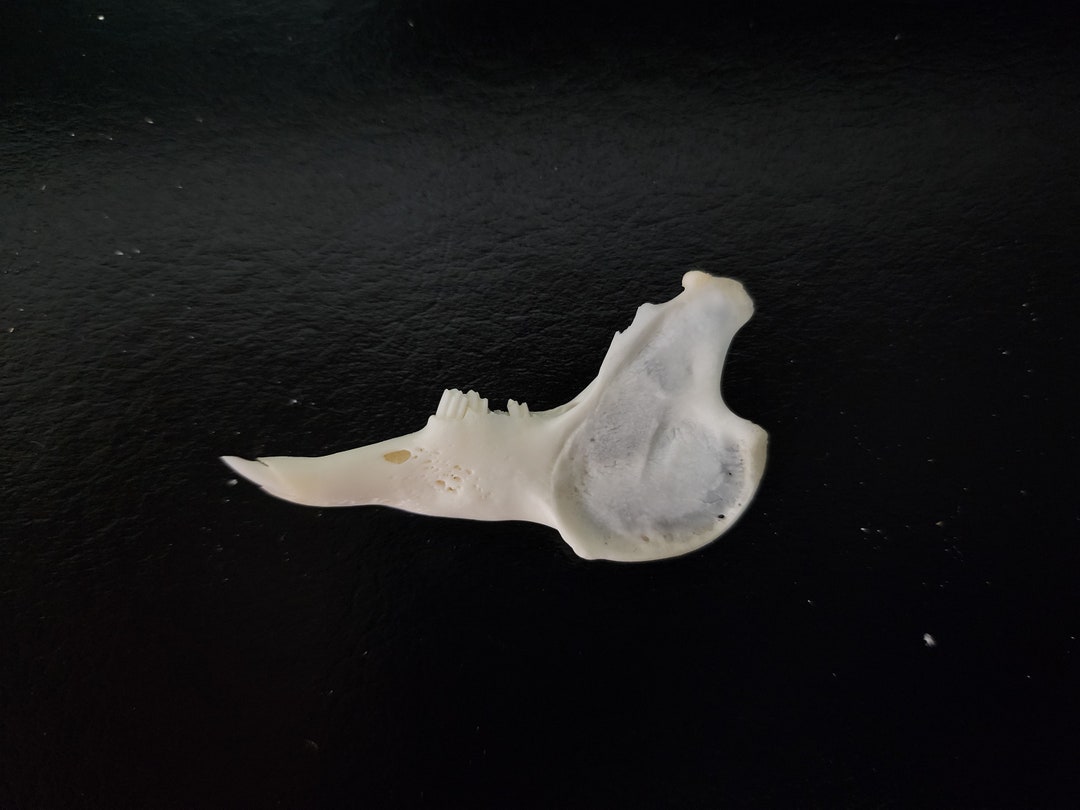 Sylvilagus Floridanus / Eastern Cottontail Rabbit Skull / Discount Jaw ...