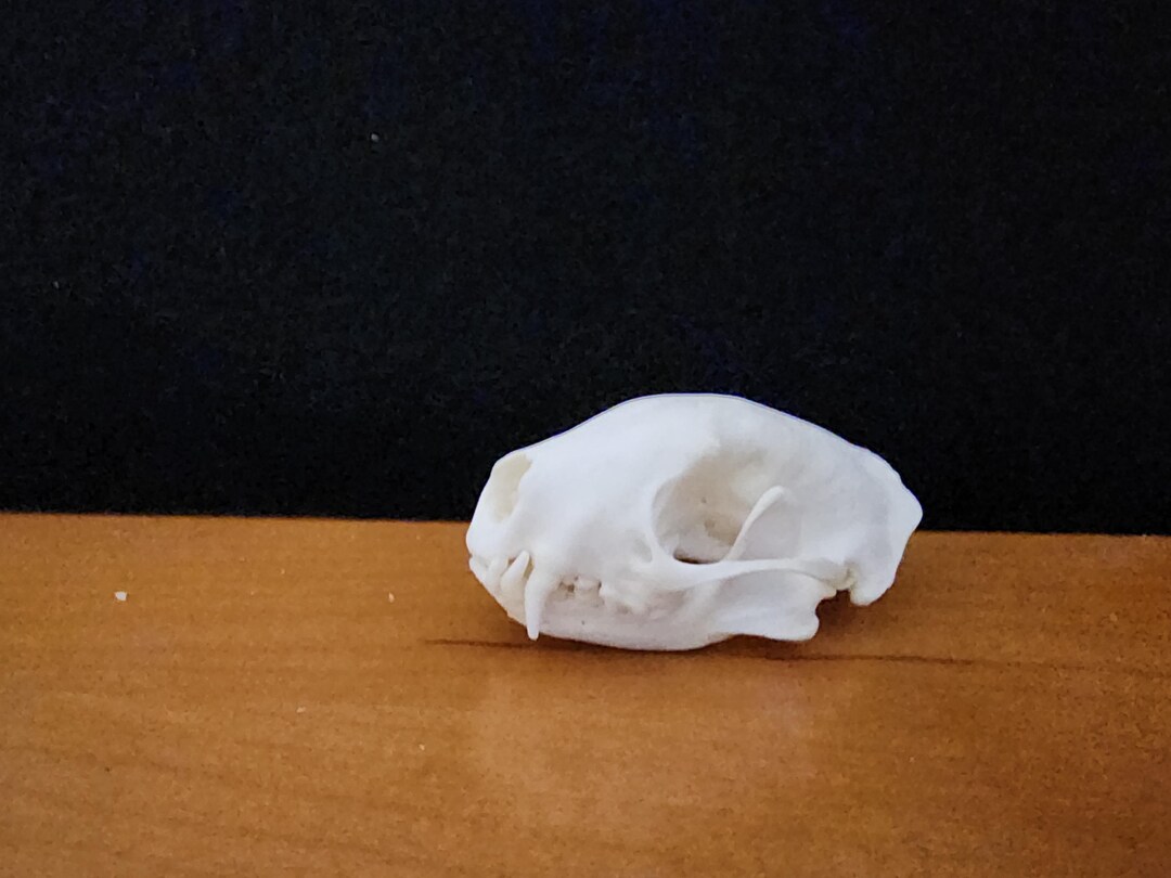 Mephitis Mephitis / Striped Skunk Skull / Grade B - Etsy