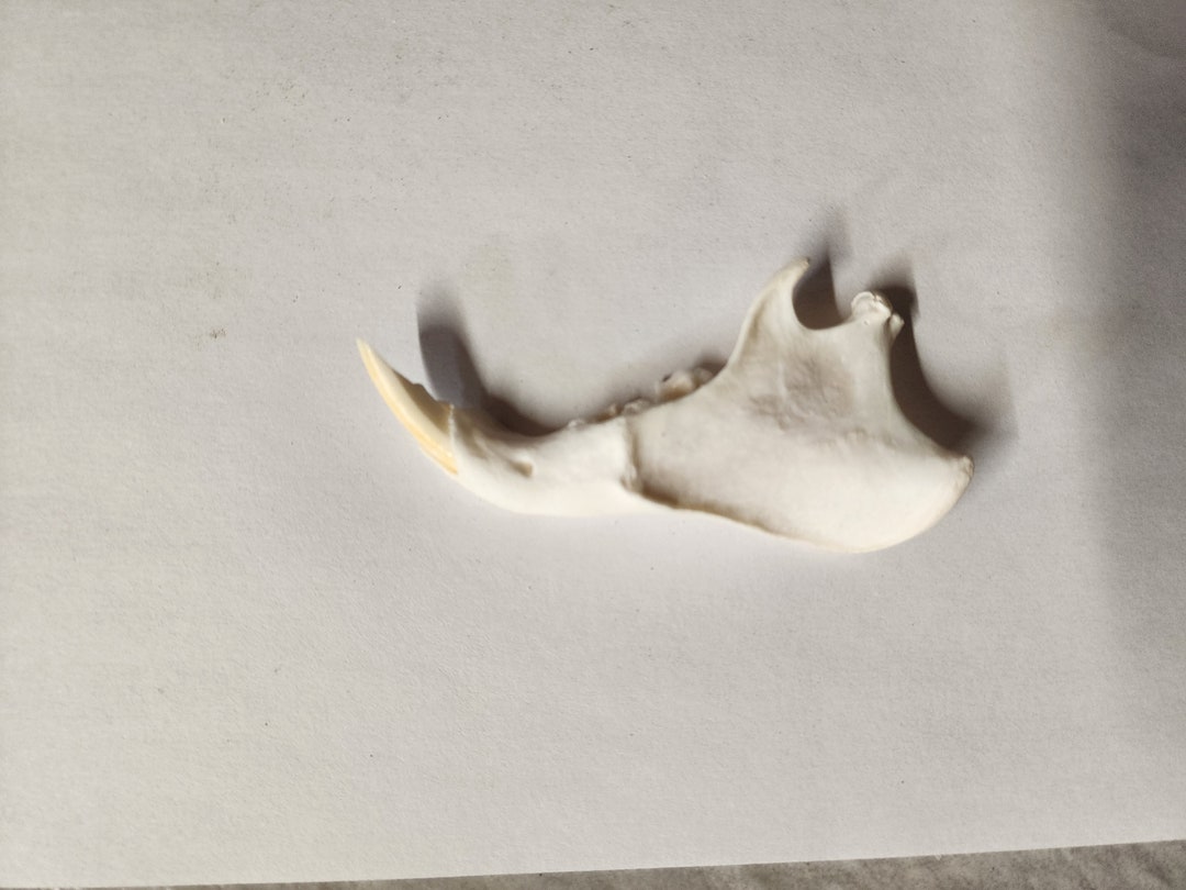 Marmota Monax / Woodchuck or Groundhog Skull / Discount Jaw - Etsy