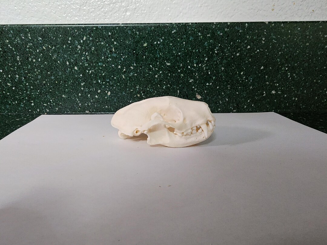 Mephitis Mephitis / Striped Skunk Skull / Grade B - Etsy