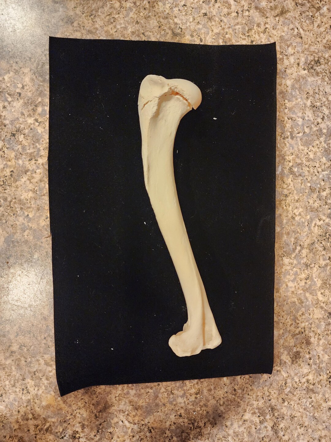 Canis Latrans / Coyote Humerus Leg Bone - Etsy