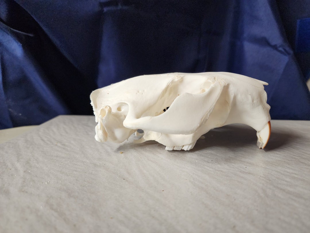 Castor Canadensis / Beaver Skull / Grade B - Etsy