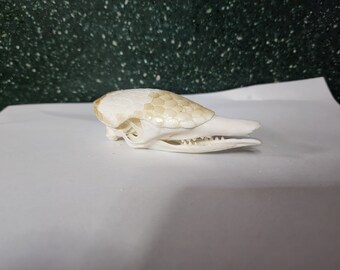 Real Authentic Grade A Wild Armadillo Skull With Skull Armor - Etsy