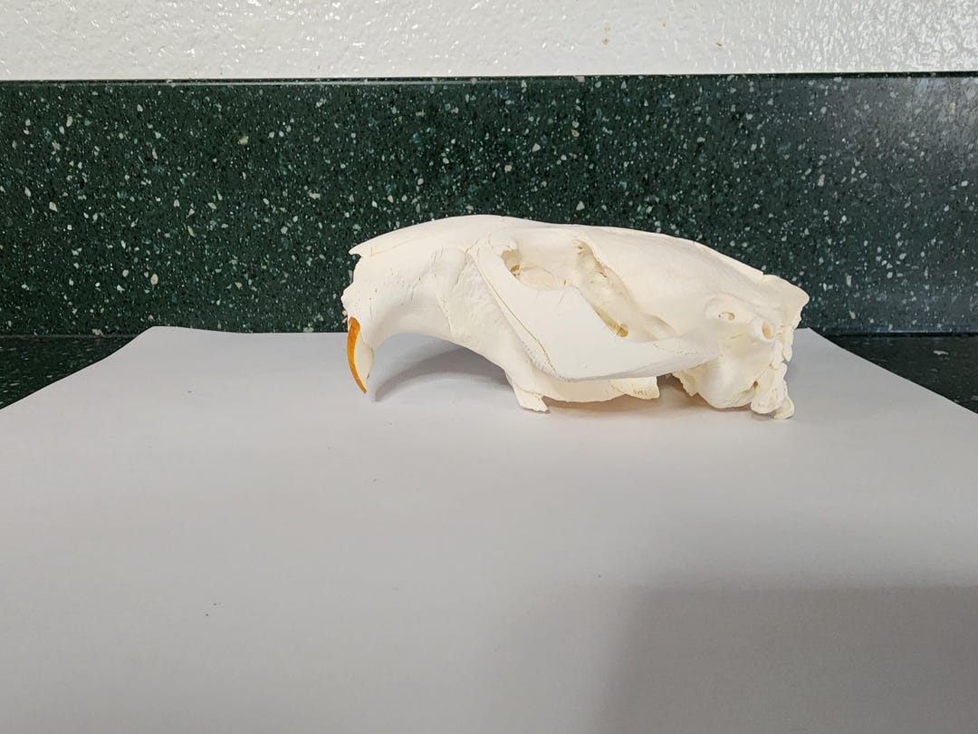 Castor Canadensis / Beaver Skull / Grade B - Etsy