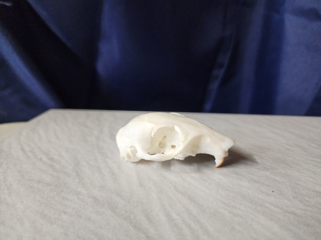 Sciurus Carolinensis / Eastern Gray Squirrel Skull / Grade B - Etsy
