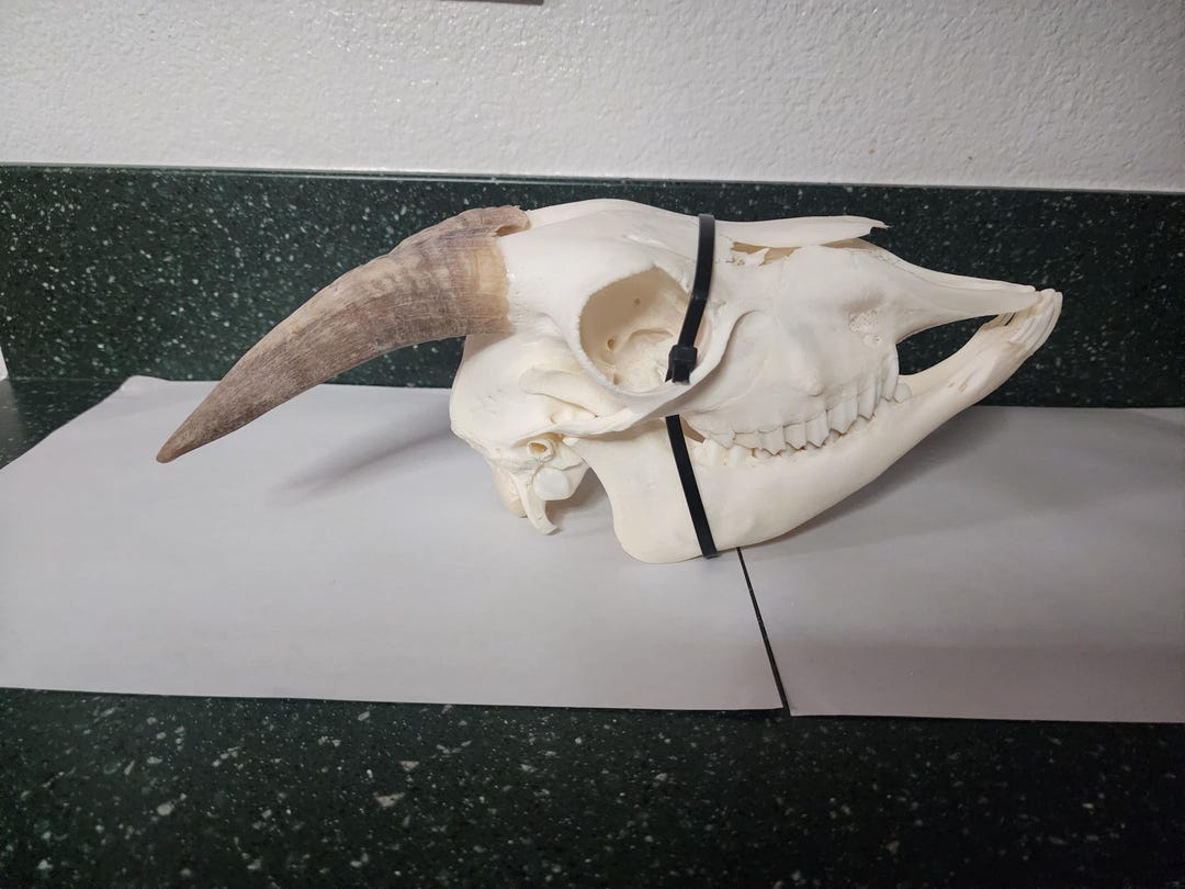 Capra Hircus / Medium Goat Skull / Grade A - Etsy