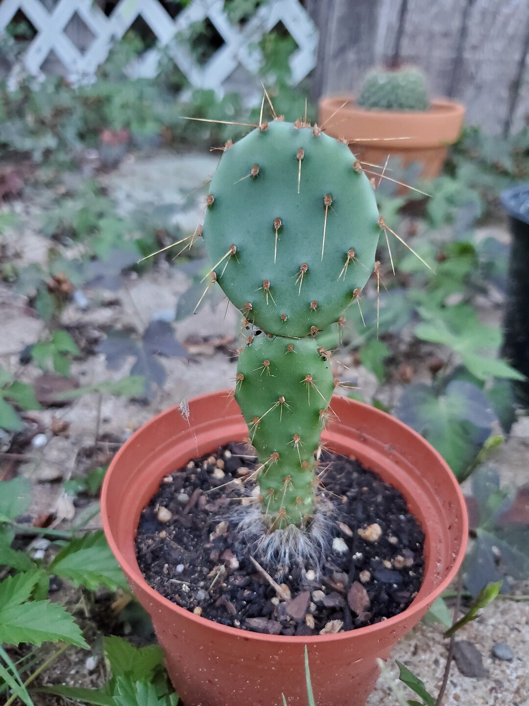 Prickly Pear Sprouts VERY THORNY - Etsy