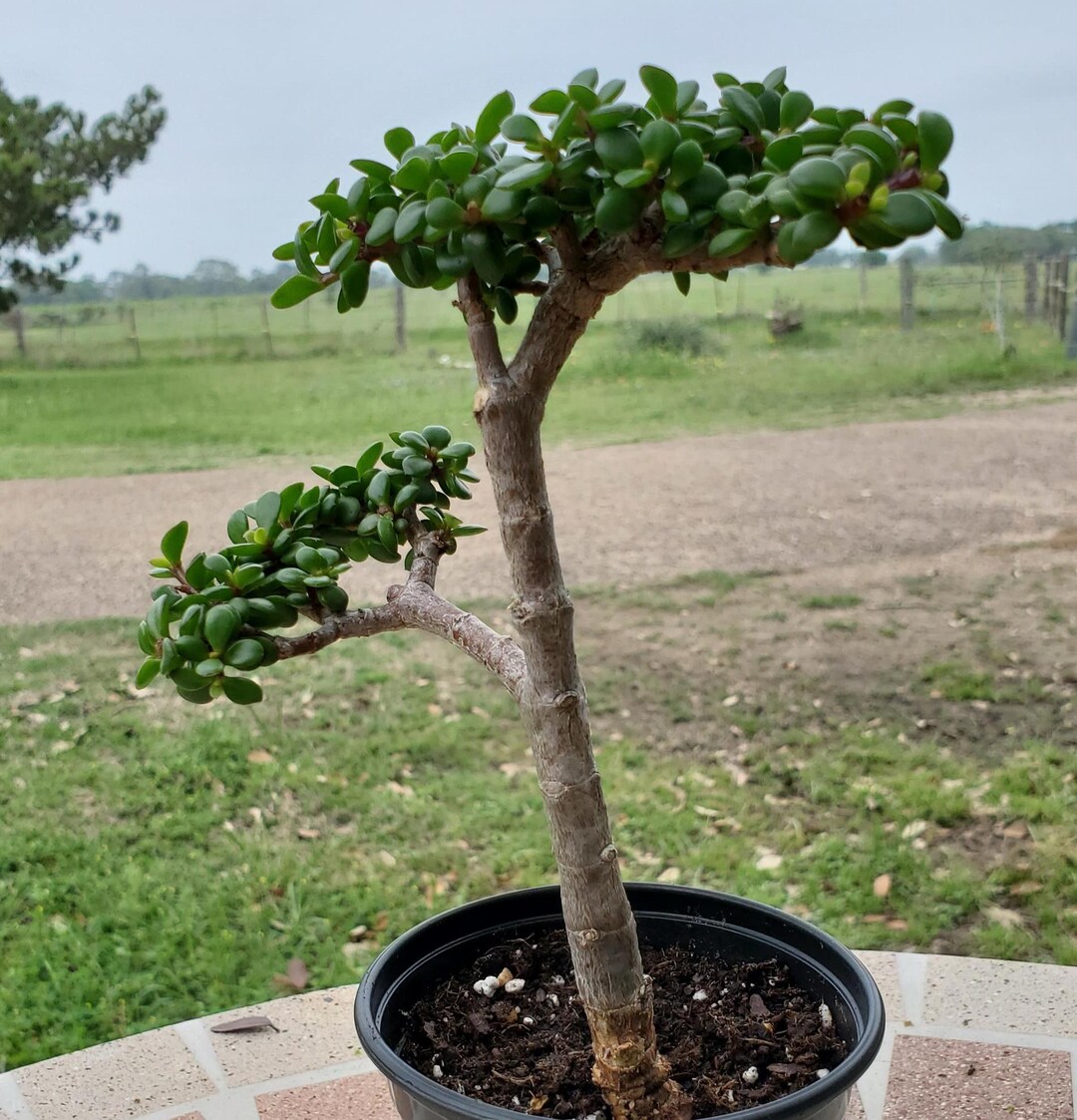 Portulacaria Afra Liliput Bonsai Tree - Etsy