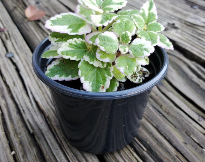Swedish Ivy Variegated (plectranthus Verticillatus) Starter Plant - Etsy