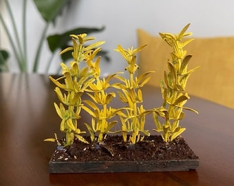 Miniature Corn | Etsy