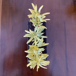 Miniature Corn Stalk for Village Displays * Halloween Village * Autumn ...