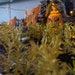 Miniature Corn Stalk for Village Displays * Halloween Village * Autumn ...