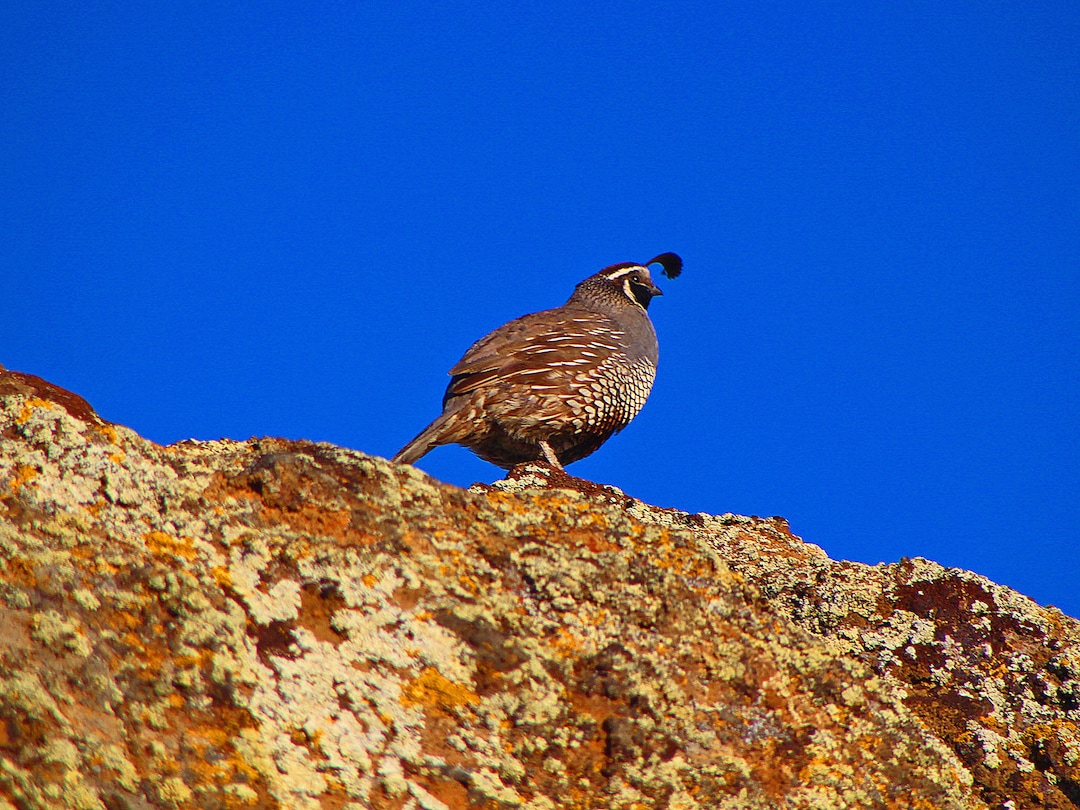 Quail's Eye View - Oregon Quail Fort Rock State Natural Area Wildlife ...