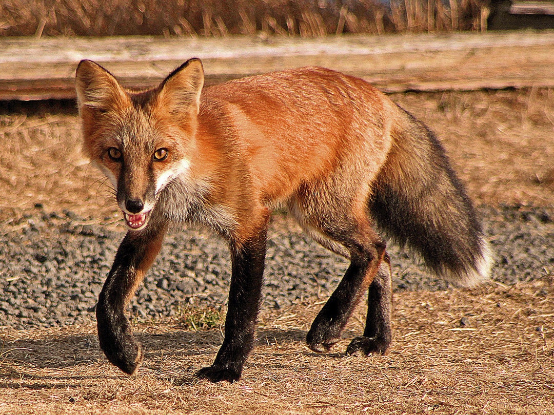 DIGITAL Download - Fox Red Fox Curious Wildlife Wildlife Fox Washington ...