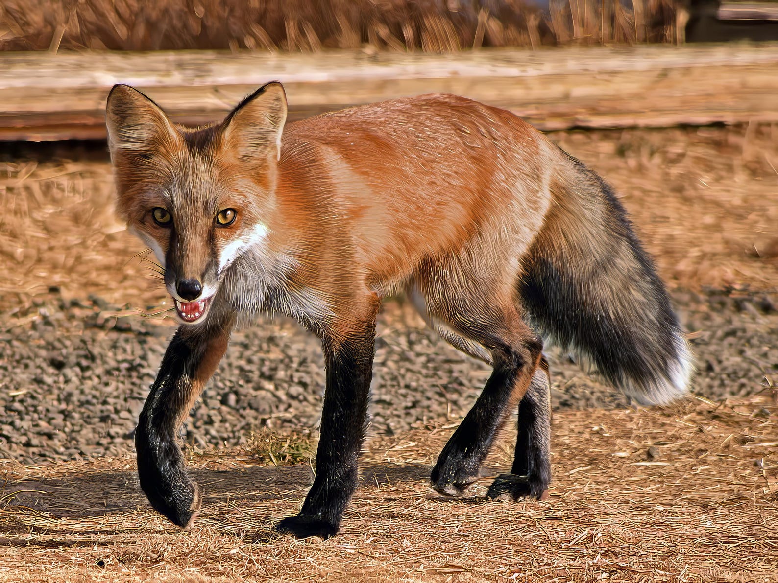 Lil Red Fox - Fox Red Fox Curious Wildlife Wildlife Fox Washington ...
