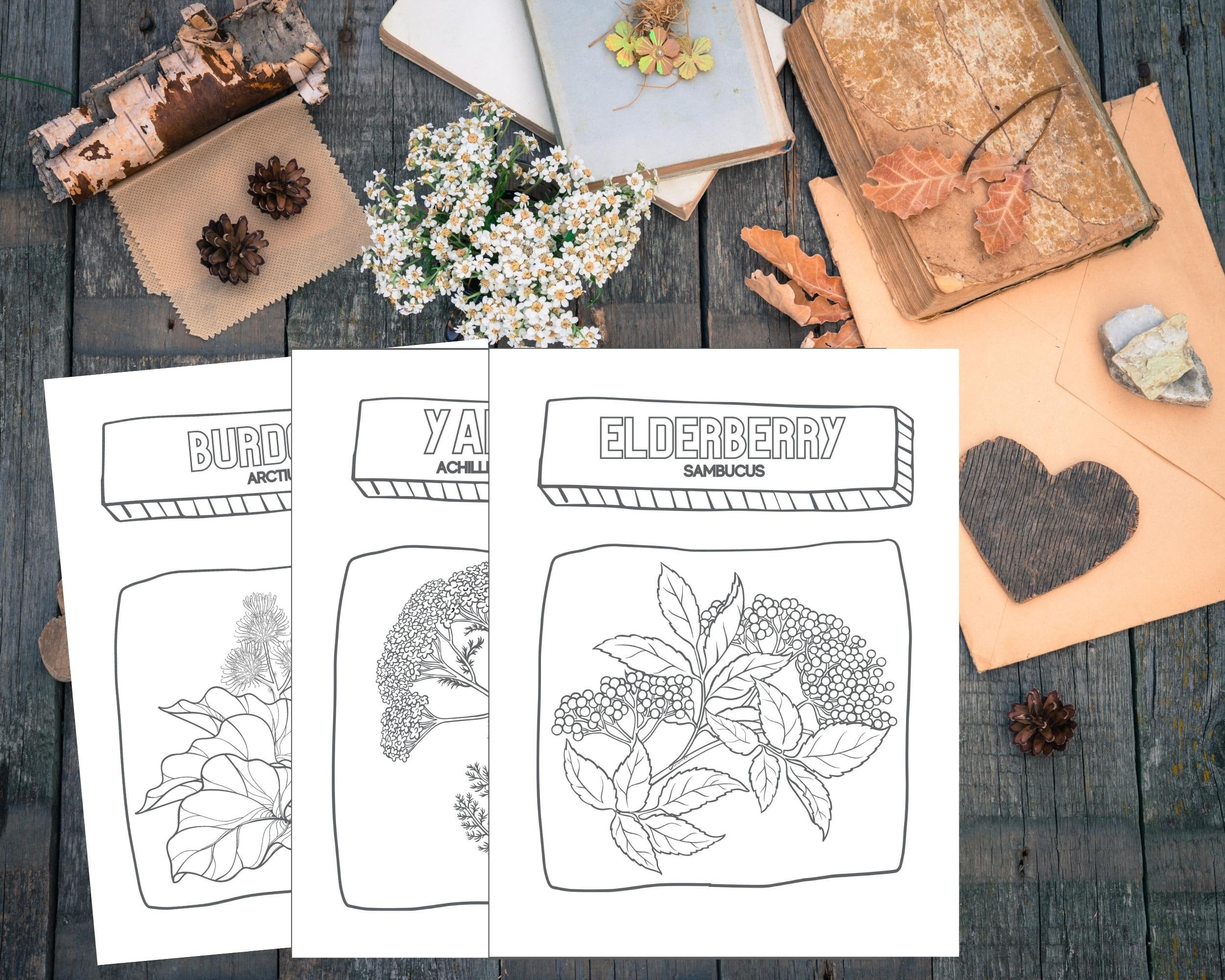 Herbal Coloring Pages ABC 28 Page Bundle - Digital Download - Printable ...