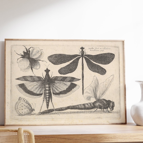 Antique Insect Print - Etsy