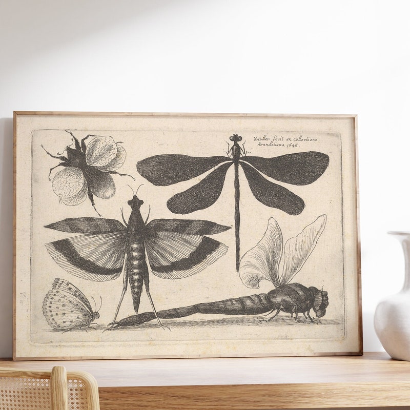 Antique Insect Print - Etsy