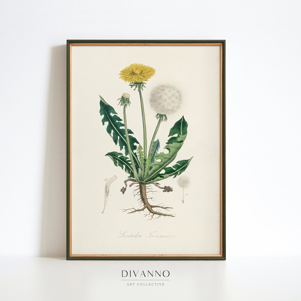 Dandelion Botanical Print - Etsy