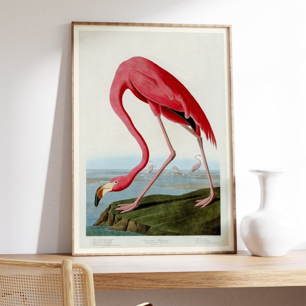 Audobon Vintage Prints - Etsy UK