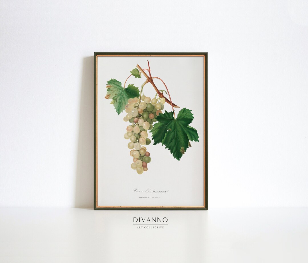 Vintage Fruit Poster, Grape Print, Vintage Vineyard Wall Art, Botanical ...