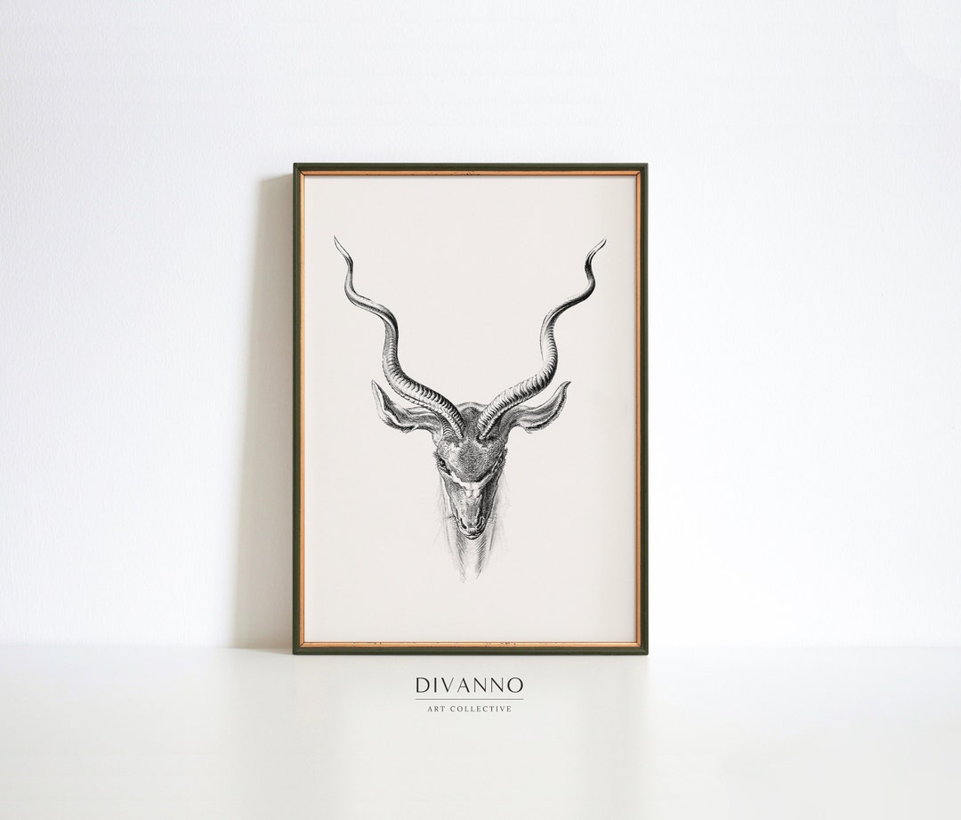 Vintage Antelope Poster, Victorian Animal Portrait, Monochrome Canvas ...
