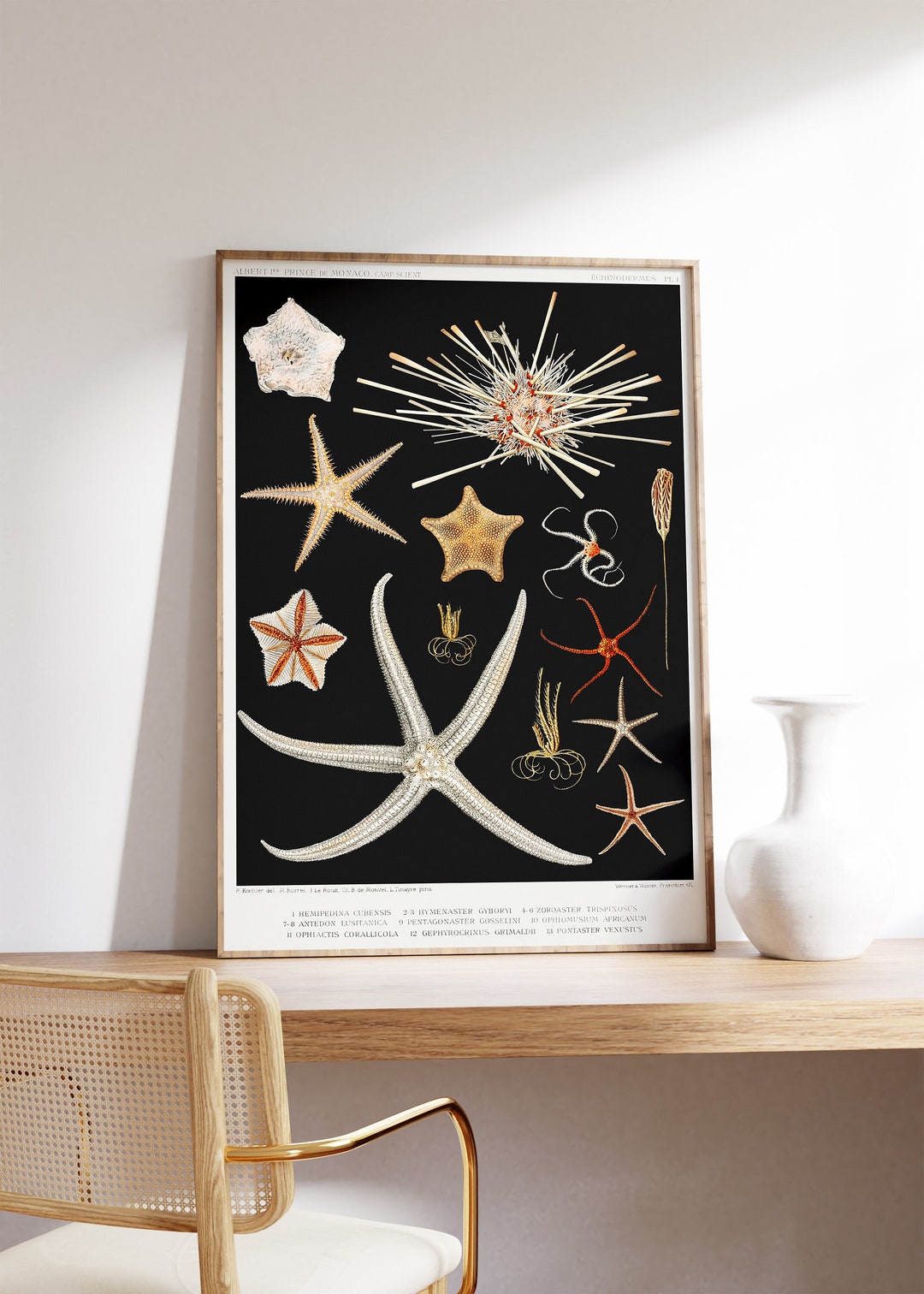 Sea Star Wall Art, Star Fish Antique Poster, Nautical Print, Animal ...