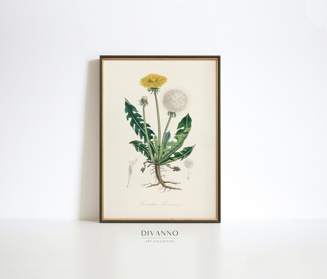 Vintage Dandelion Print, Antique Herbs Decor, Botanical Poster, Floral ...
