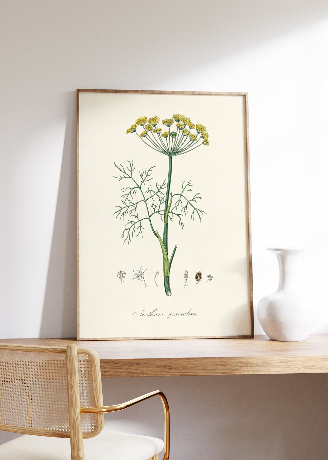 Antique Dill Botanical Print, Vintage Kitchen Herb Wall Art - Etsy