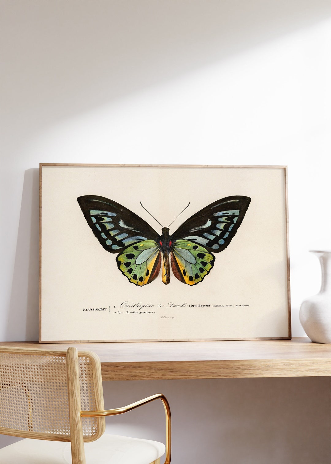 Butterfly Antique Print, Victorian Wall Decor, Green Blue Birdwing ...