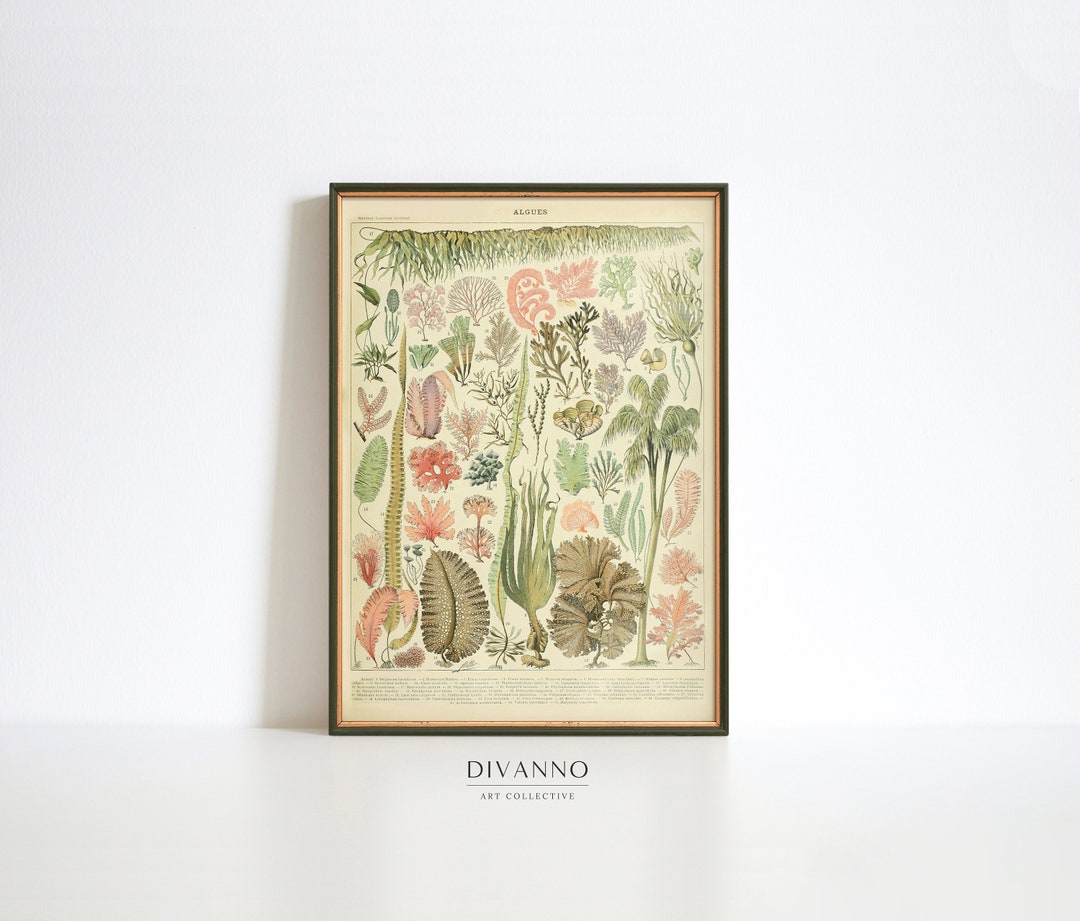 Antique Algae Print, Bookplate Botanical Wall Art, Vintage School Decor ...