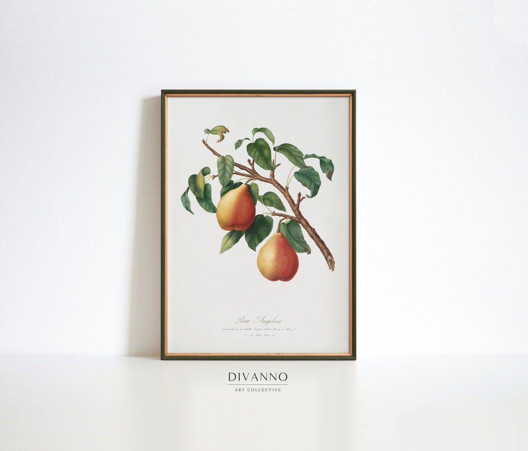 Vintage Fruit Poster, Wild Pear Print, Vintage Food Wall Art, Botanical ...