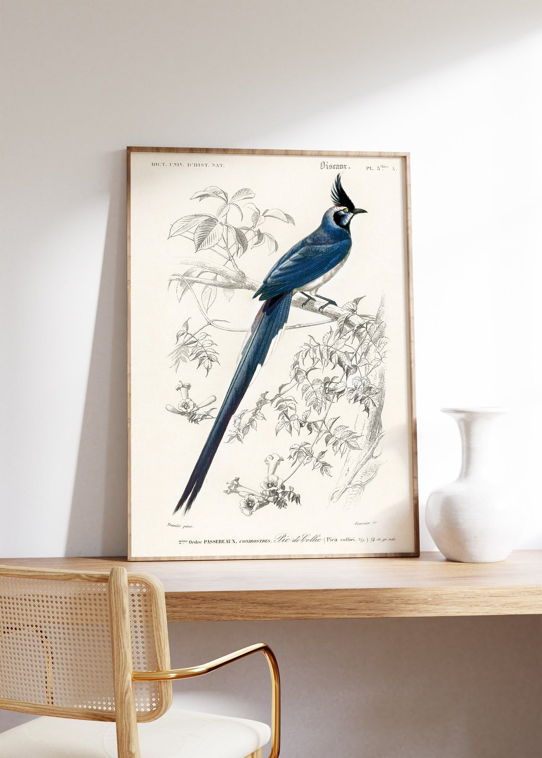 Antique Blue Bird Poster, Tropical Fauna Illustration, Exotic Wall Art ...