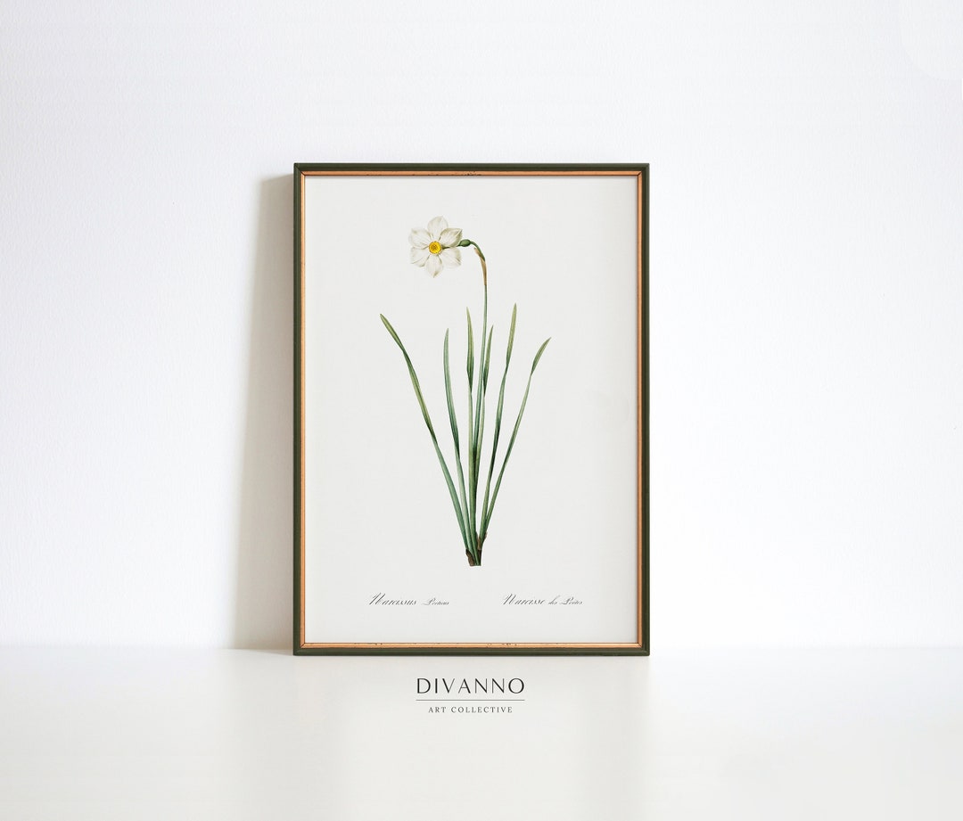 Antique Daffodil Print, Farmhouse Decor, Spring Floral Wall Art, Garden ...