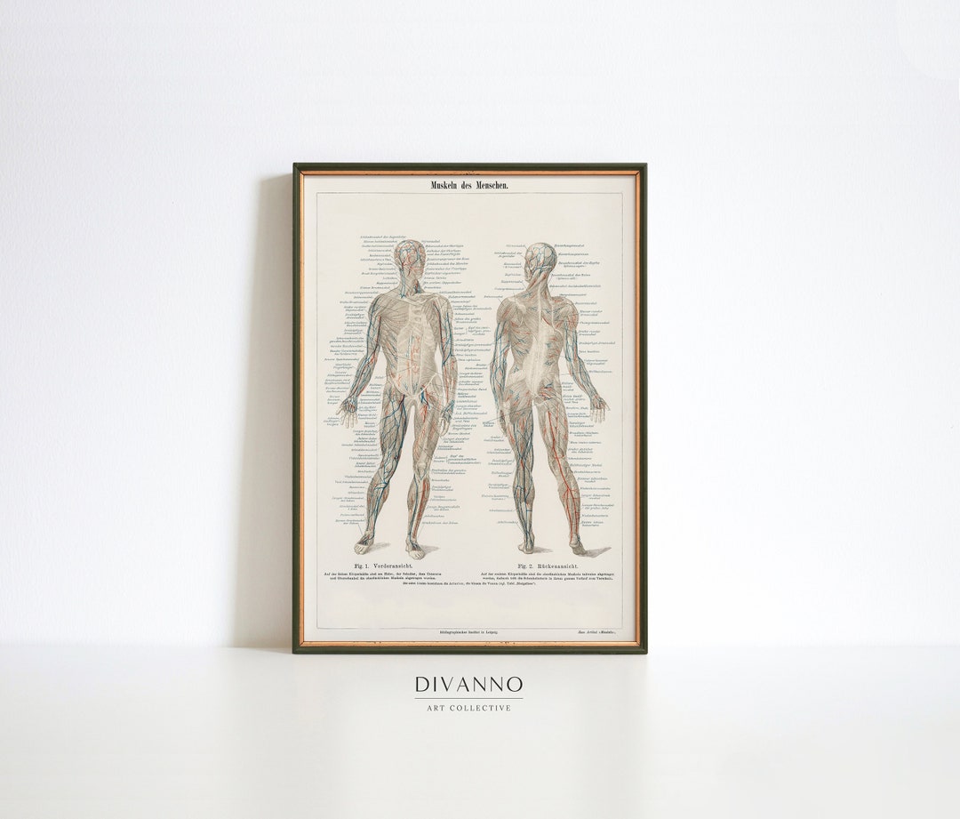 Human Body Poster, Musculature System Encyclopedia Print, Home ...