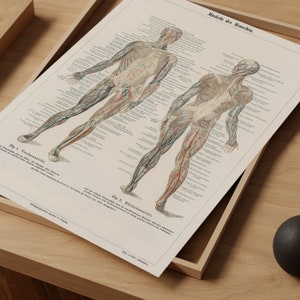 Human Body Poster, Musculature System Encyclopedia Print, Home ...