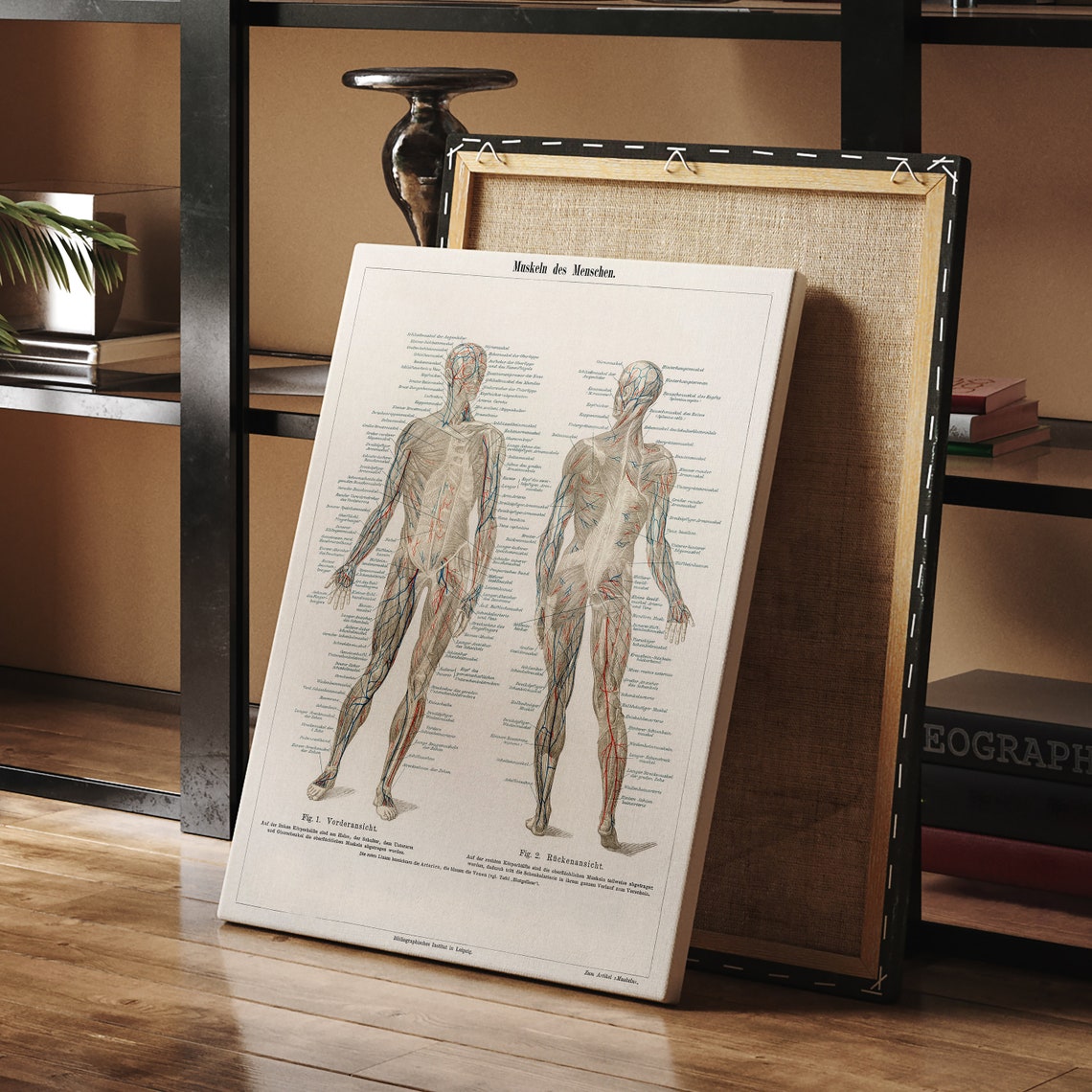 Human Body Poster, Musculature System Encyclopedia Print, Home ...