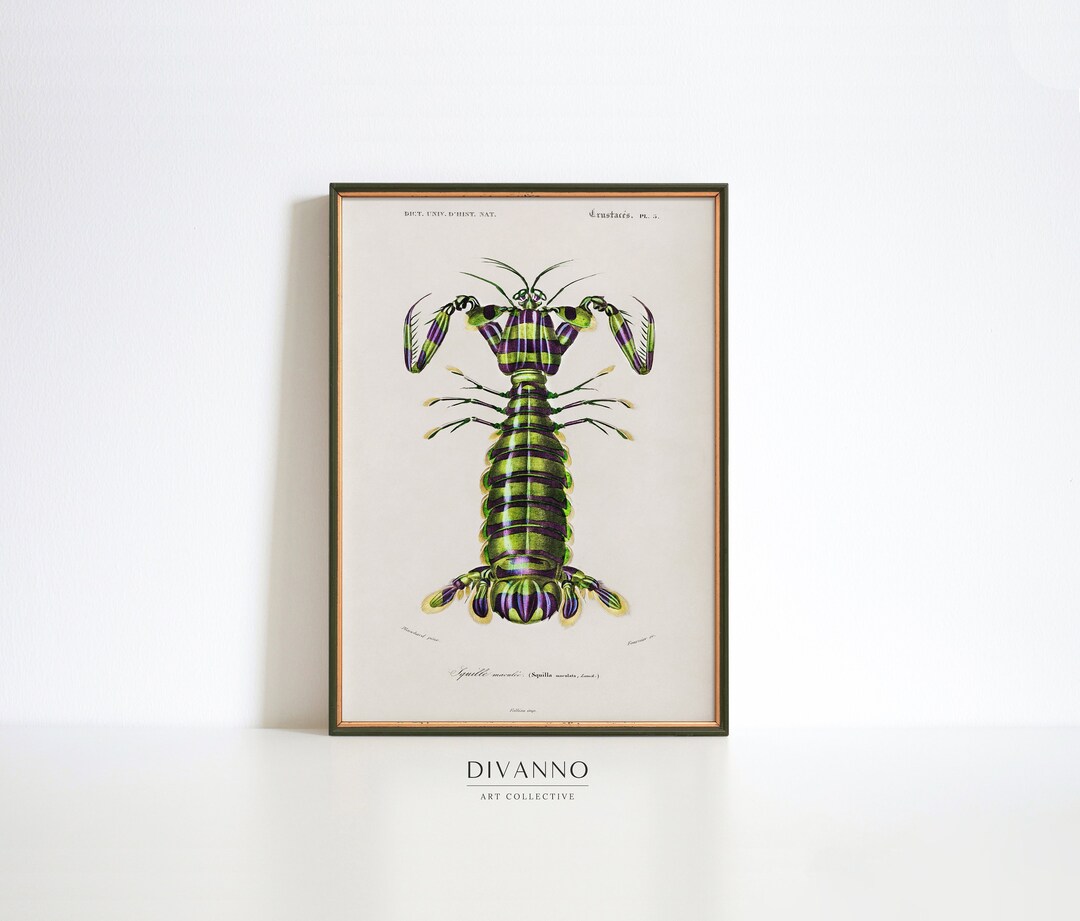 Mantis Shrimp Canvas Print, Vintage Scientific Illustration (digital ...