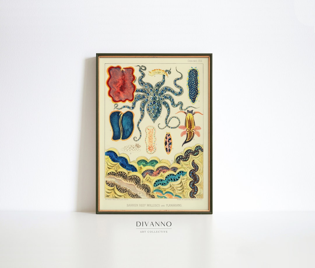 Vintage Molluscs Poster, Ocean Reef Print, Sea Animal Canvas, Octopus ...