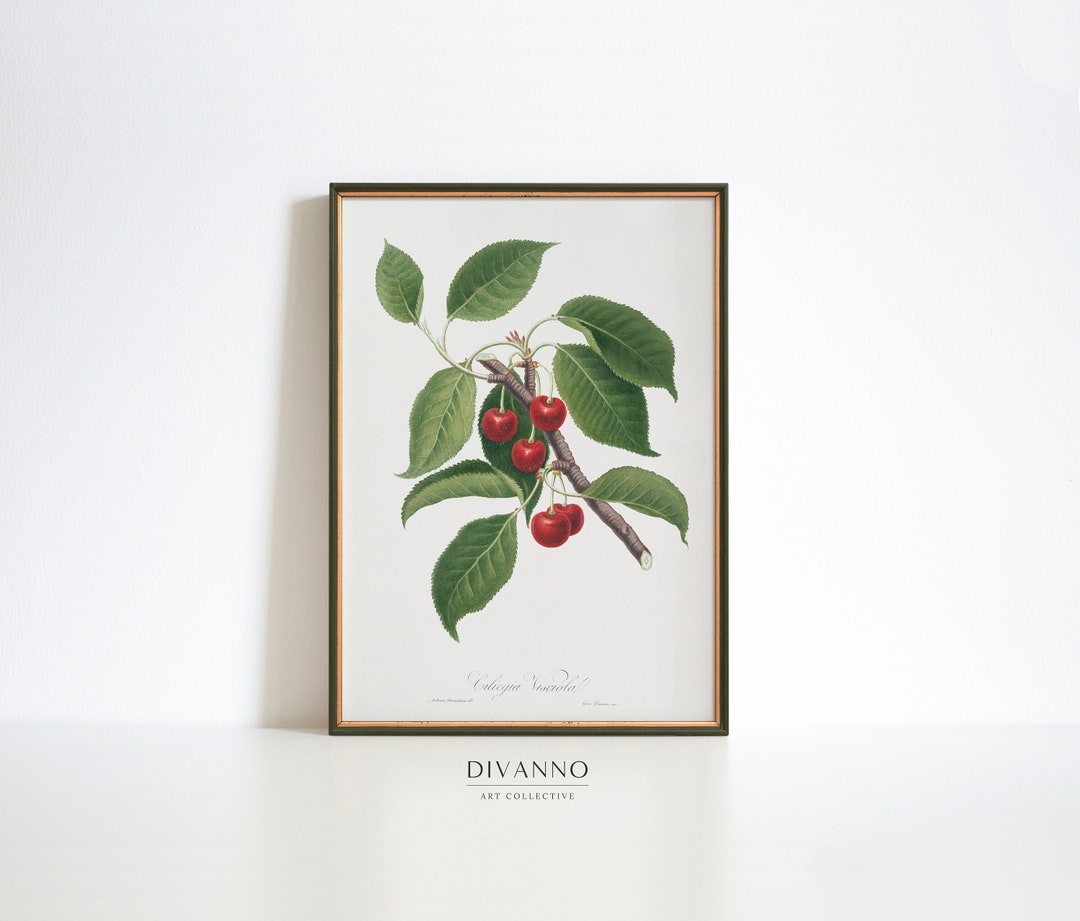 Vintage Fruit Poster, Cherry Art Print, Antique Italian Wall Art ...