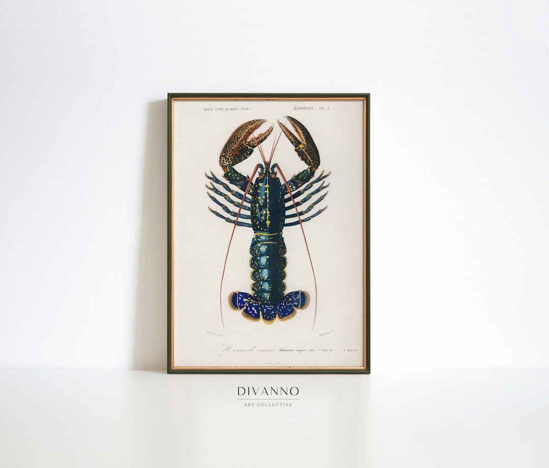 Vintage Lobster Print, Victorian Marine Art, Biology Decor - Etsy
