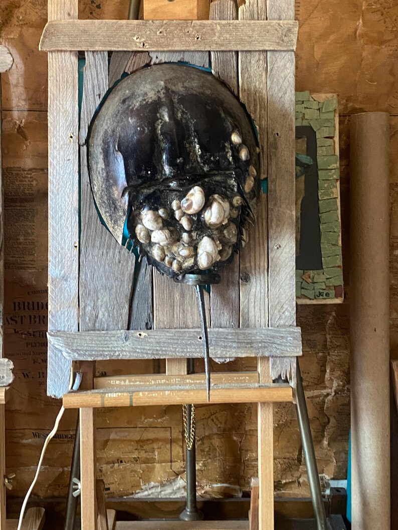 Large Horseshoe Crab Mounted Wall Lamp Ocean Oddity Collectible ...