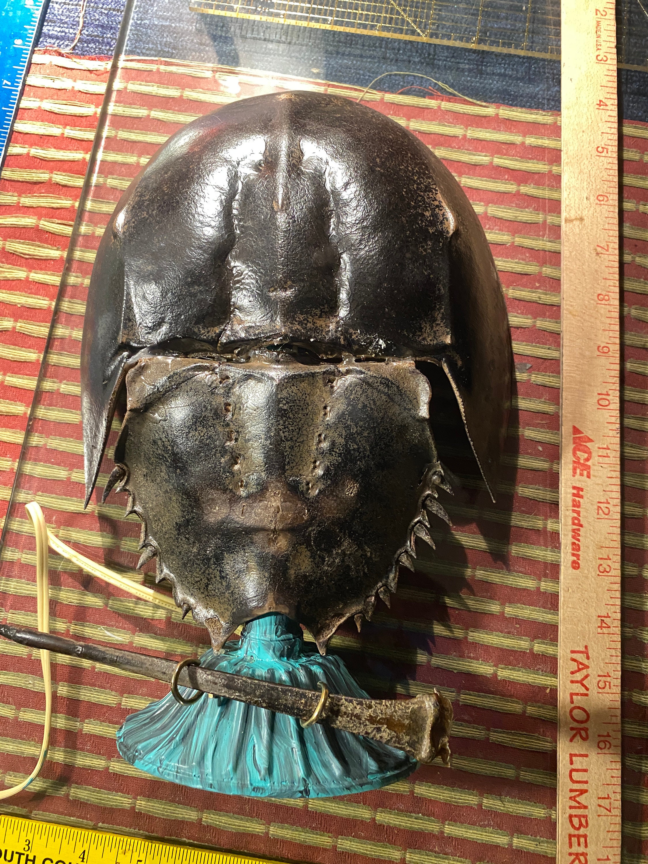 Large Atlantic Horseshoe Crab Shell Ocean Oddity Collectible Taxidermy ...